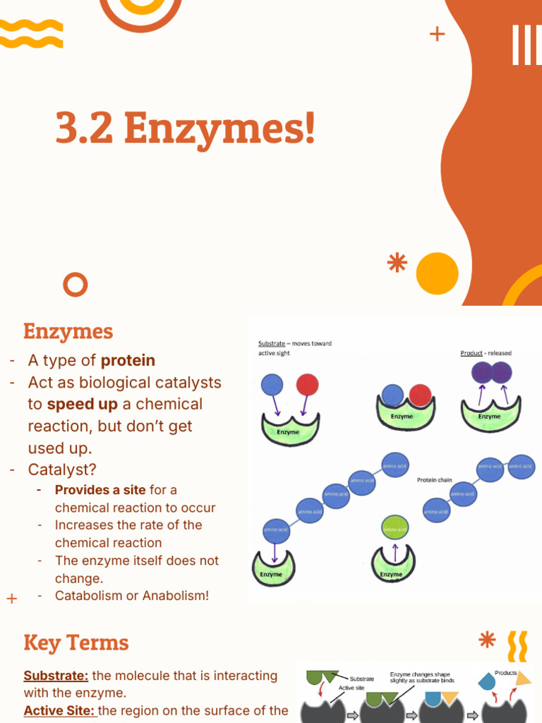 3.2 Enzymes! 10-2 | PDF | Enzyme | Digestion