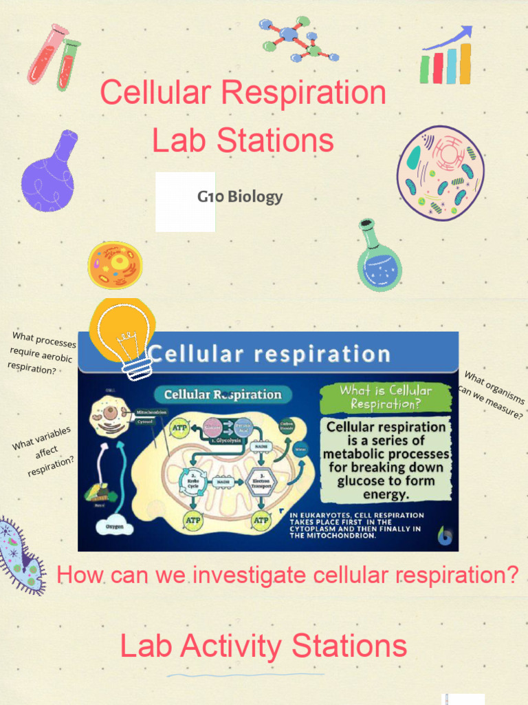 Cellular Respiration Lab Stations Guide | PDF | Carbon Dioxide ...