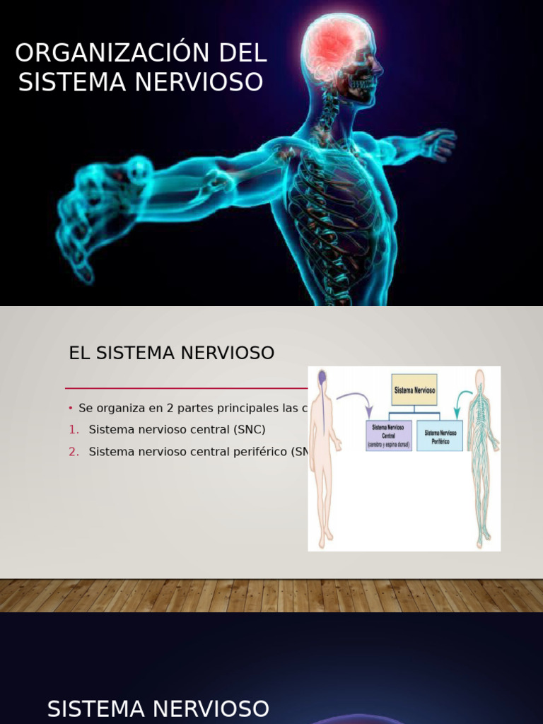 Organización Del Sistema Nervioso PRESENTACION | PDF