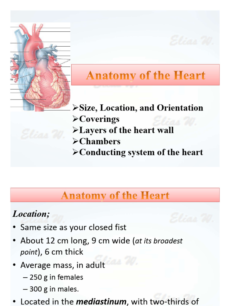 Cardiovascular System - The Heart | PDF | Heart Valve | Heart
