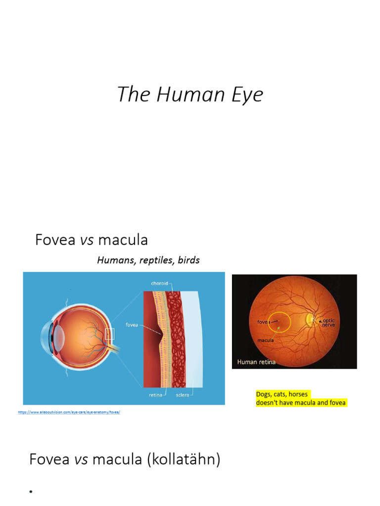 The Human Eye | PDF