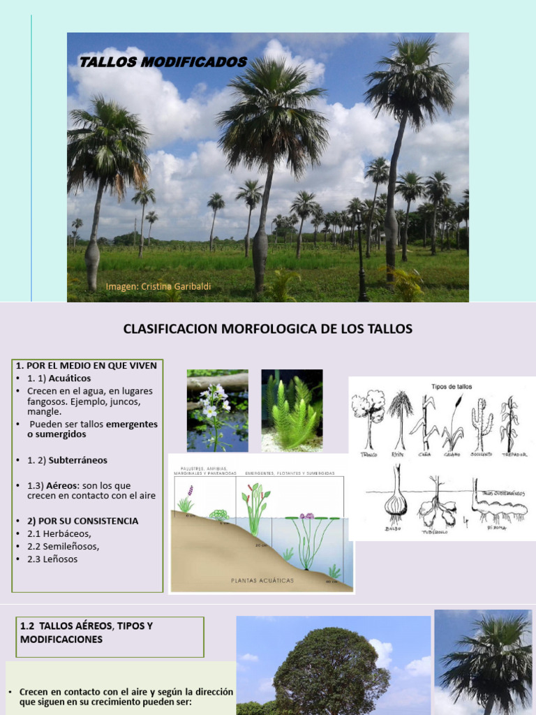 Clase 7 Tipos de Tallos Modificados 2024 | PDF | Tallo de la planta ...