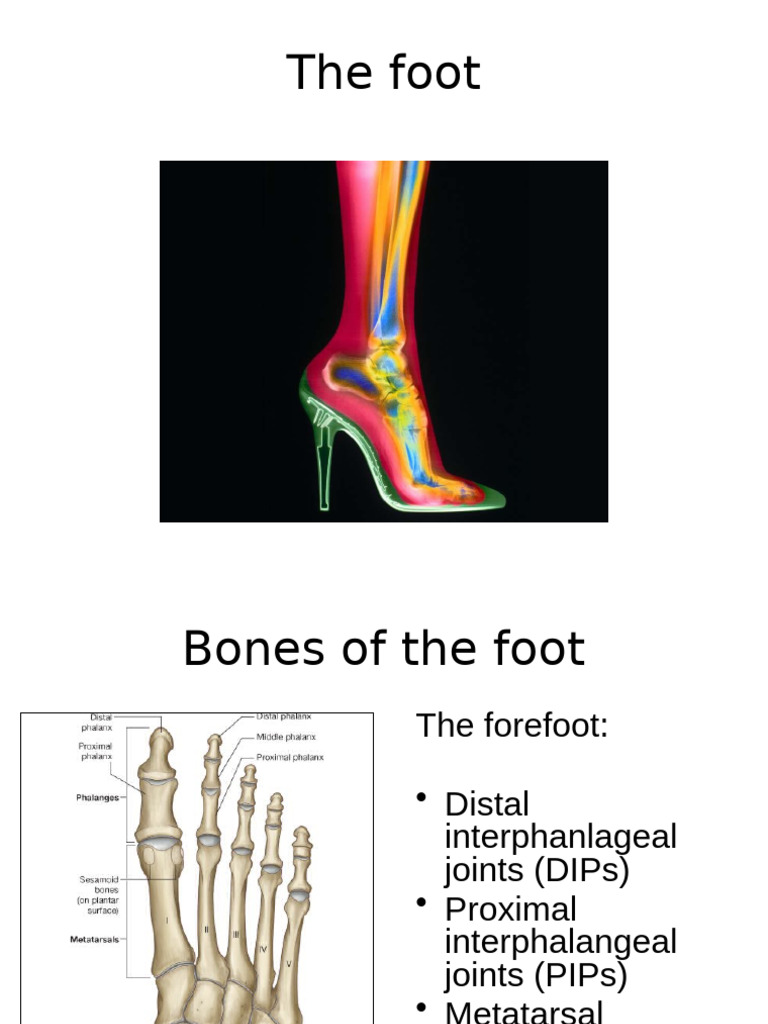 Anatomy - The Foot | PDF