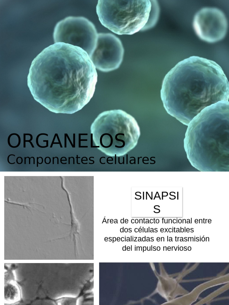 Organelos Celulares | PDF | Biología Celular) | Retículo endoplásmico