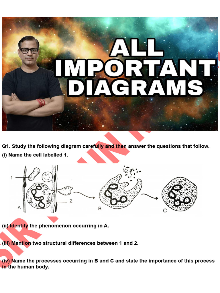 Diagram Based Questions Biology | PDF | Endocrine System | Hormone
