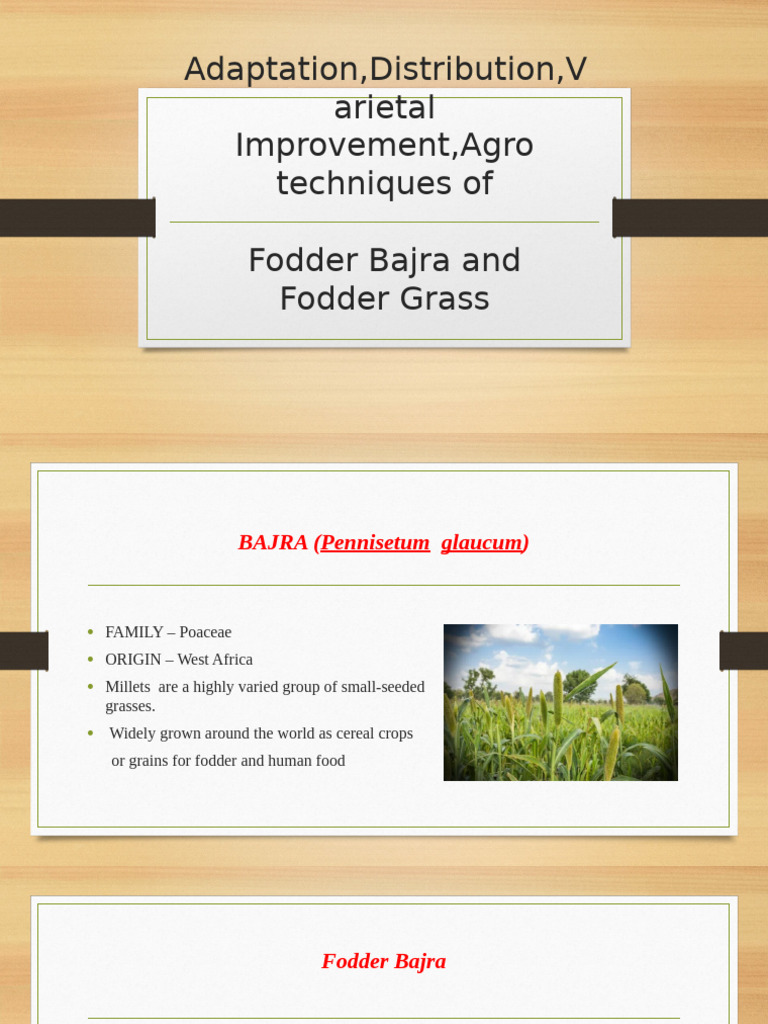 Adaptations of Fodder Bajra and Fodder Grass | PDF | Cereals | Agriculture