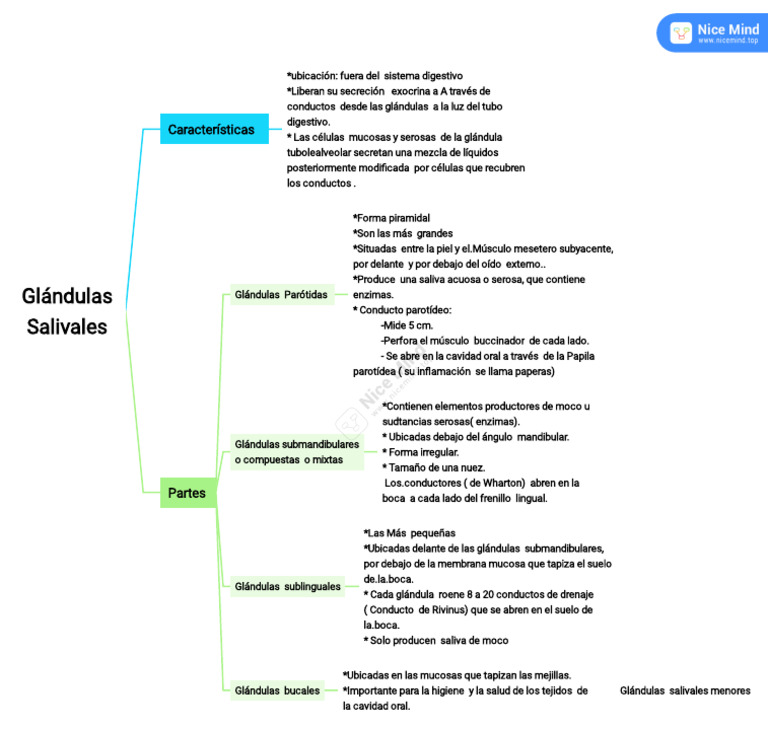 Conducto de Rivinus y Enzimas Bucales | PDF | Anatomía | Anatomía humana