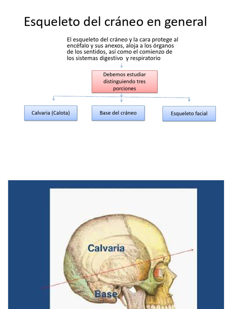 Esqueleto Del Craneo en General | PDF | Cráneo | Anatomía humana