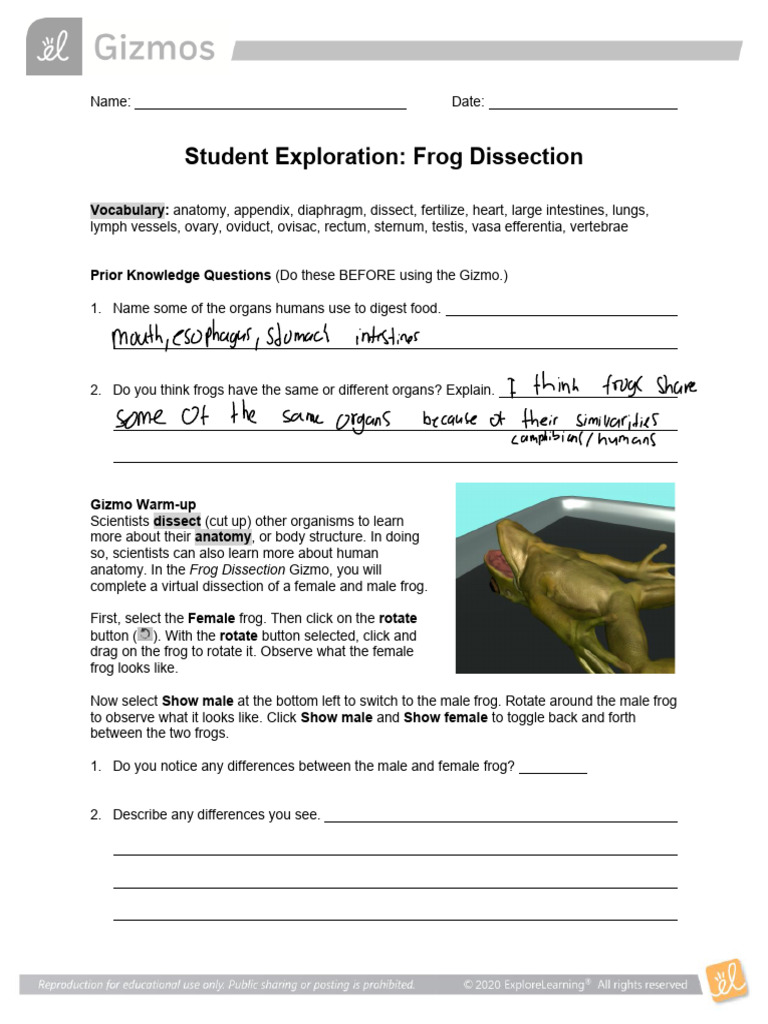 Frog Dissections e | PDF | Human Body | Anatomy