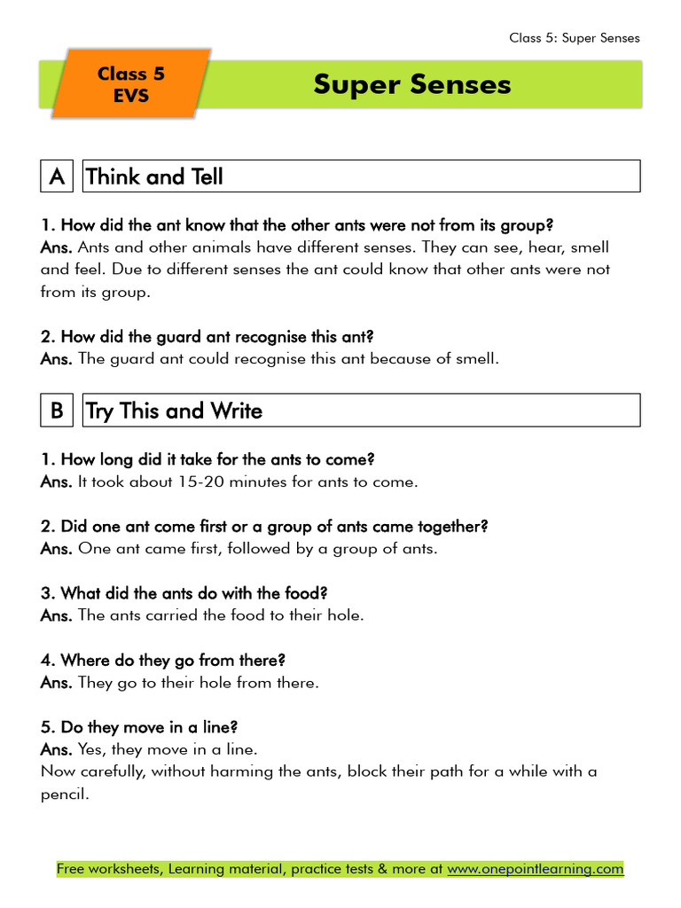 Class 5 Super Senses Q&A Guide | PDF | Tiger | Odor