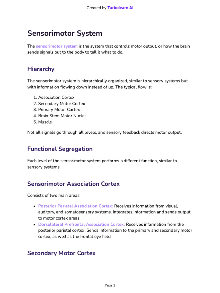 Sensorimotor System: Hierarchy | PDF | Motor Neuron | Cerebellum