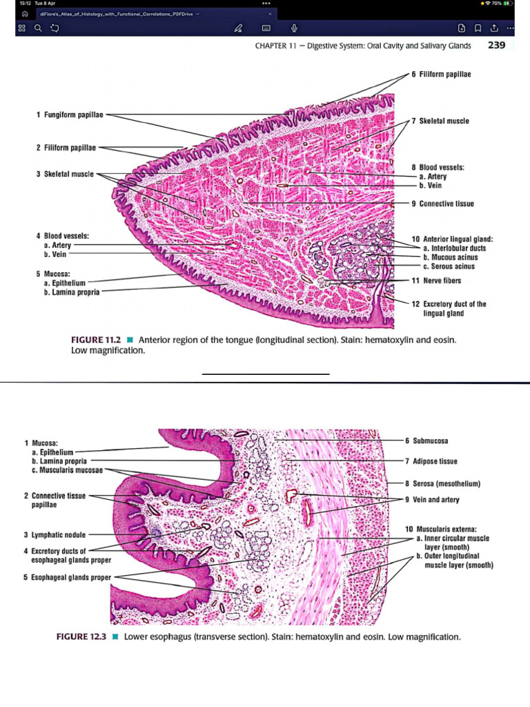 Anatomy | PDF