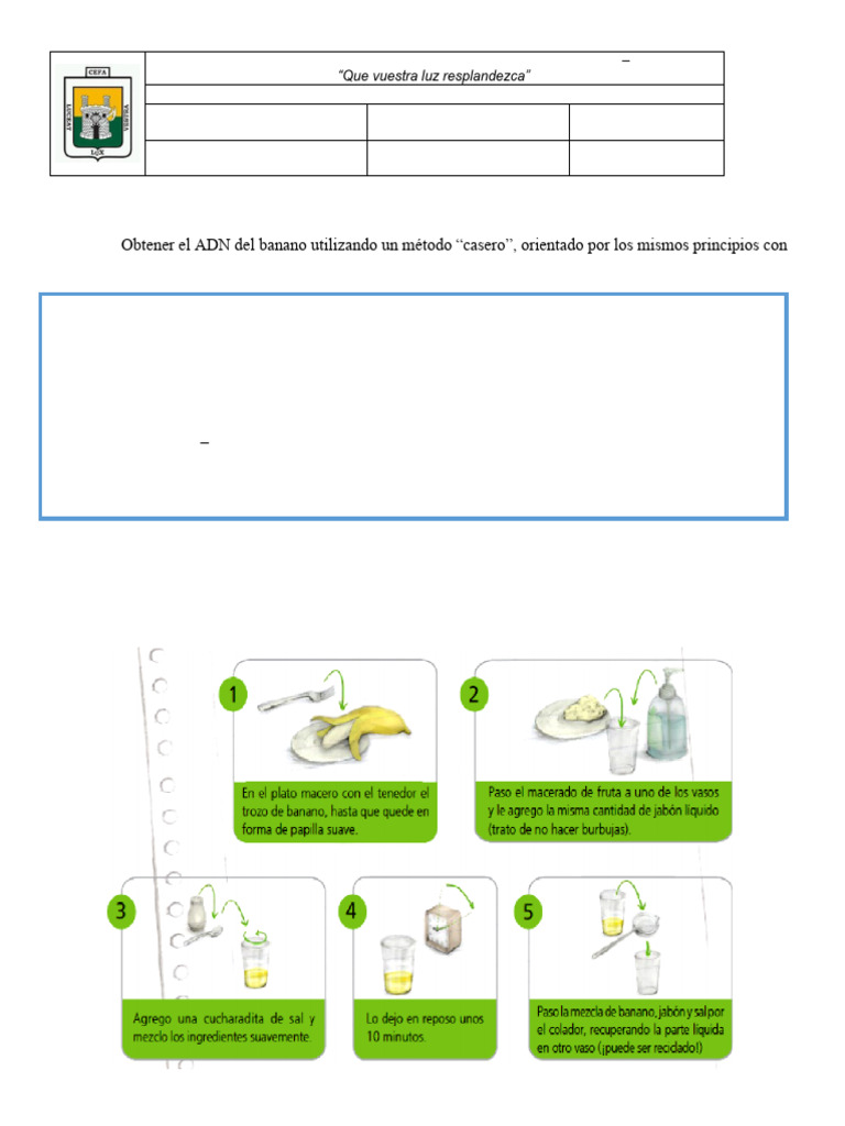Extracción de ADN de un Banano Casero | PDF | Adn | Biología Celular)