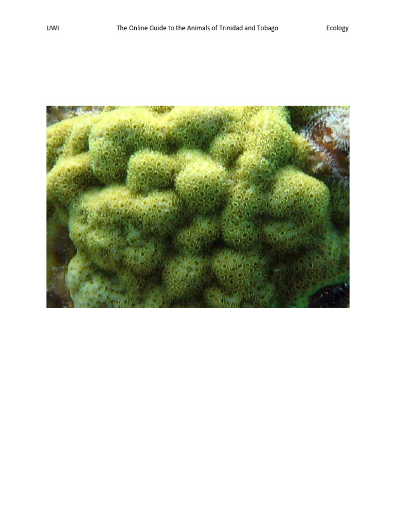 Porites - Astreoides - Mustard Hill Coral | PDF | Coral | Biology