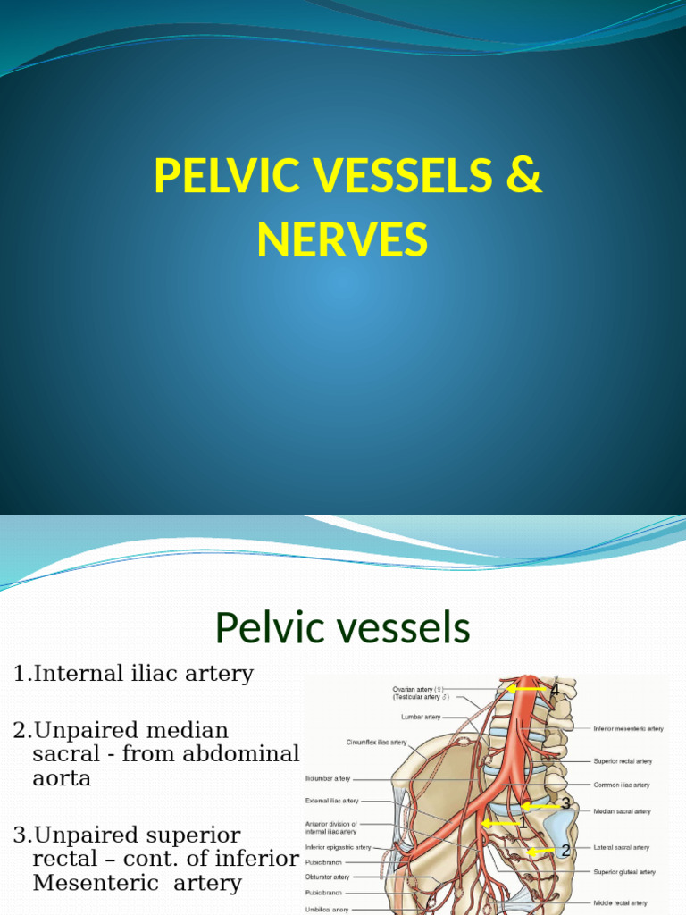Pelvic Vessels and Nerves Overview | PDF | Pelvis | Human Anatomy