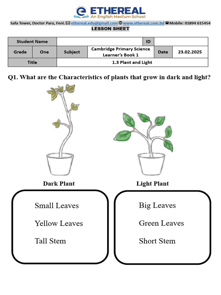 7 plant and light | PDF