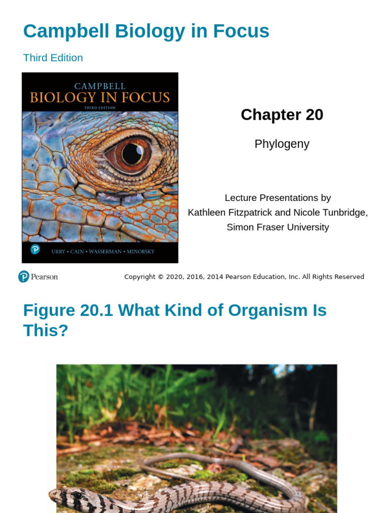 20 Lecture Ppts Non-Accessible | PDF | Phylogenetics | Molecular ...