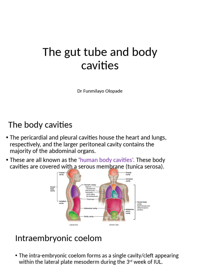 Gut Tube and Body Cavities | PDF | Peritoneum | Anatomy