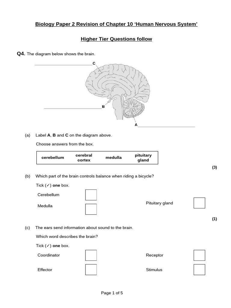 Human Nervous System Revision Guide | PDF | Eye | Brain