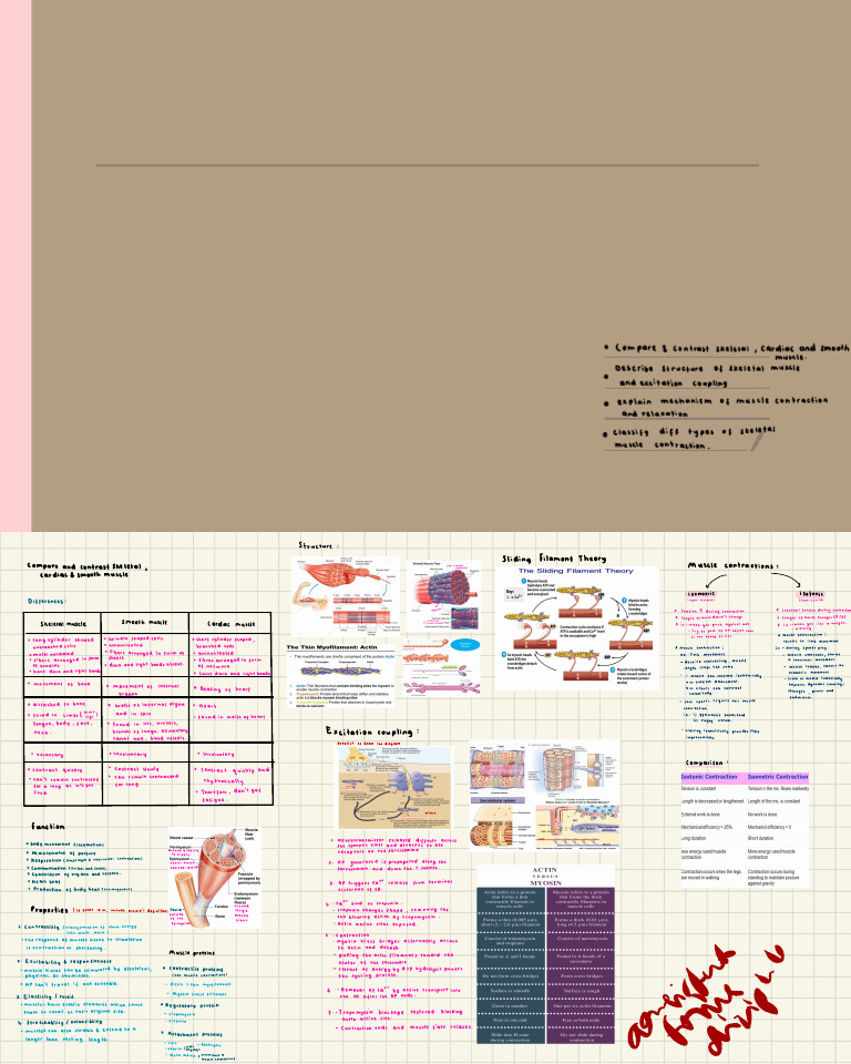 Notes Muscle | PDF | Muscle Contraction | Anatomy