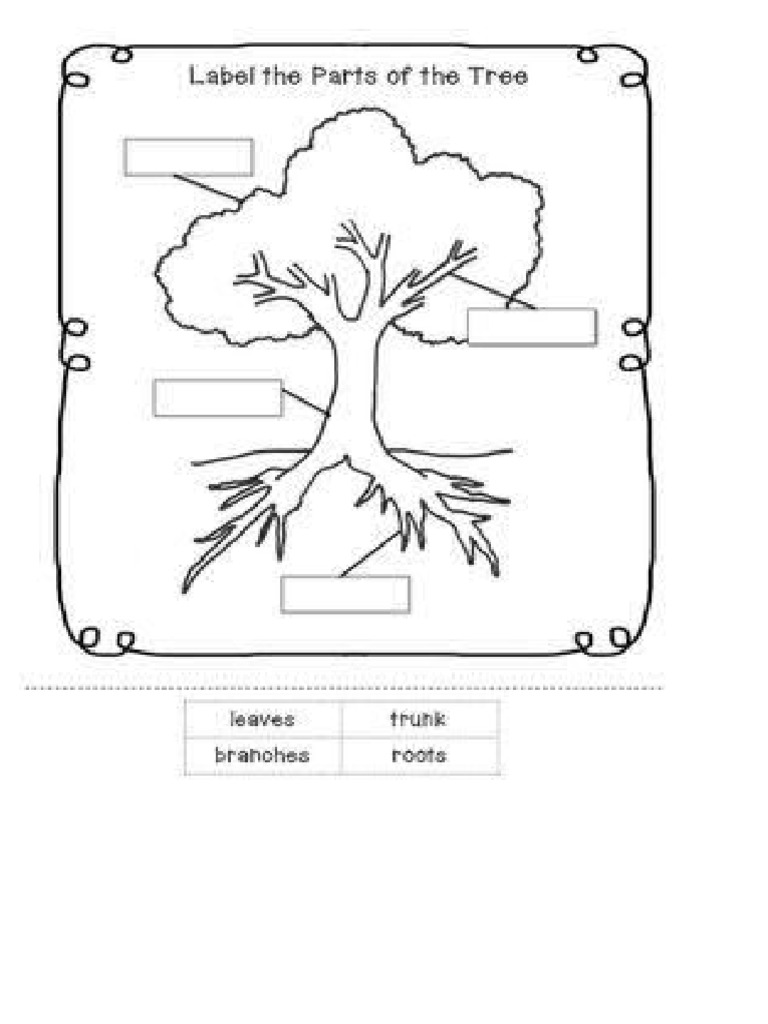 Label The Parts of A Tree | PDF