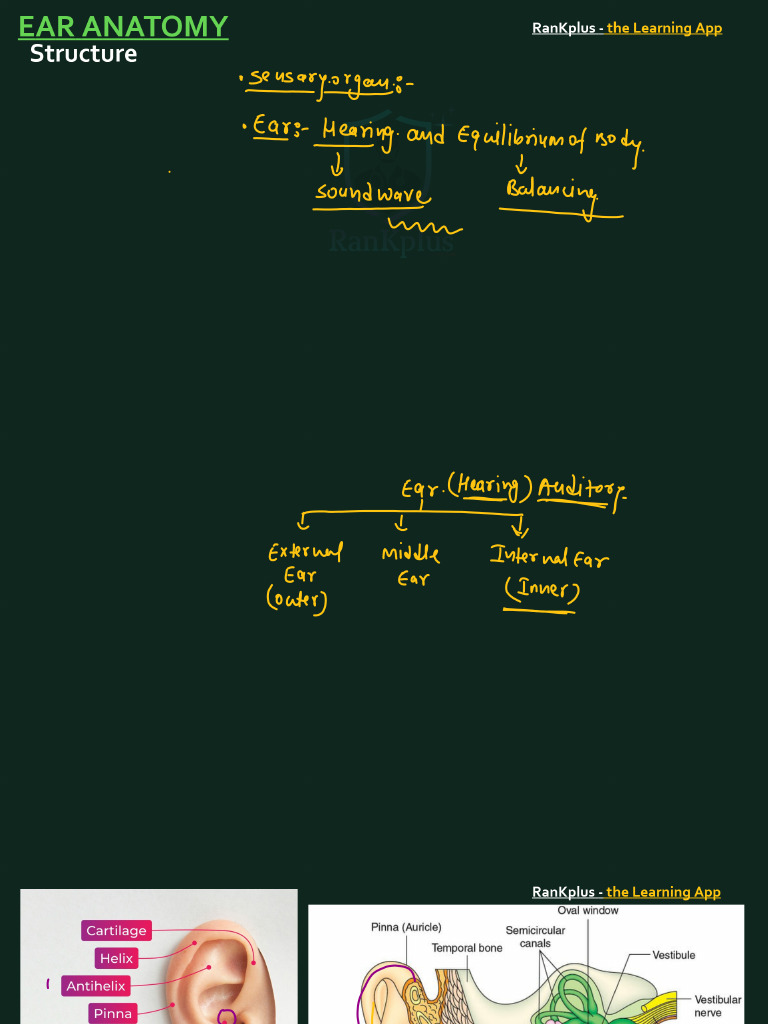 Anatomy of Ear PPT 2592 | PDF