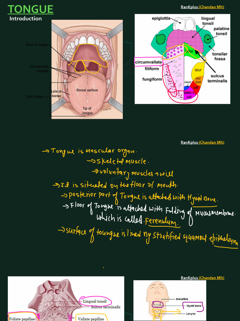 Anatomy of Tongue PPT 2593 | PDF