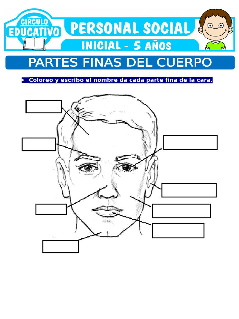 Partes Finas del Cuerpo para Niños | PDF