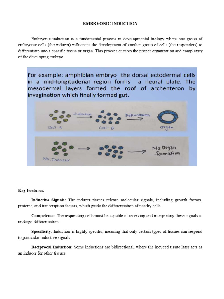 Embryonic Induction III SEM | PDF | Cellular Differentiation | Embryo