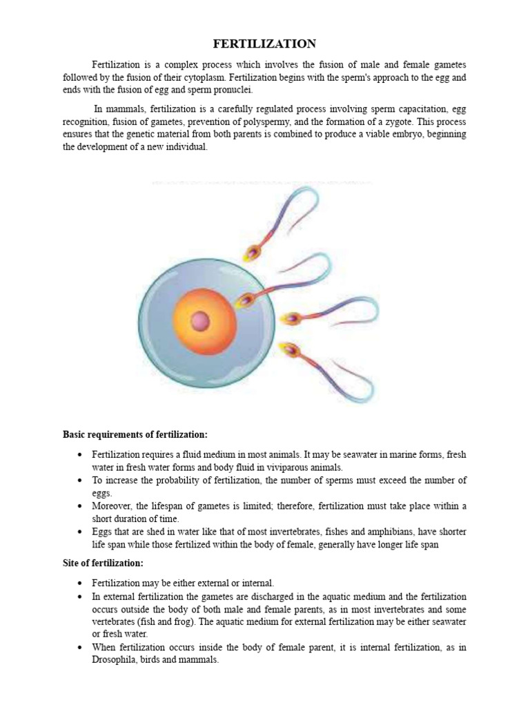 Fertilization 3 Sem | PDF | Fertilisation | Sperm