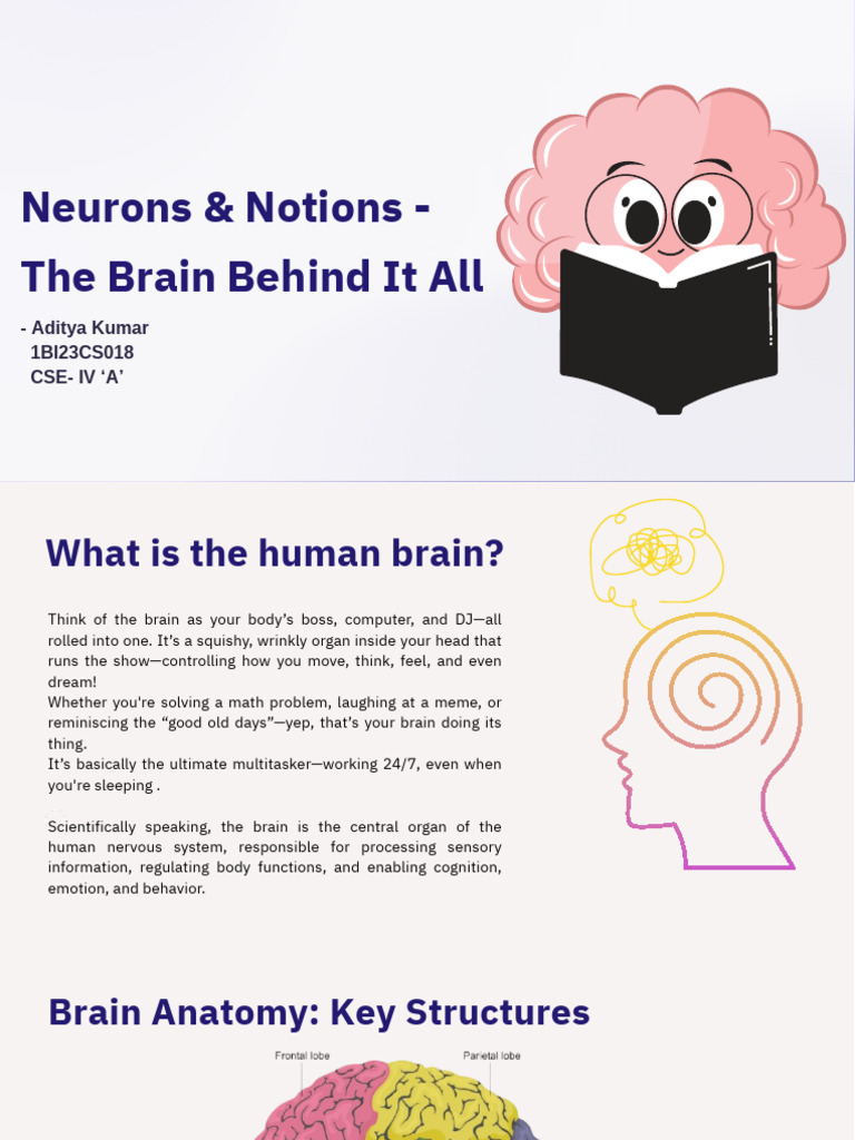 The Human Brain An Introduction PDF | PDF | Neuron | Brain