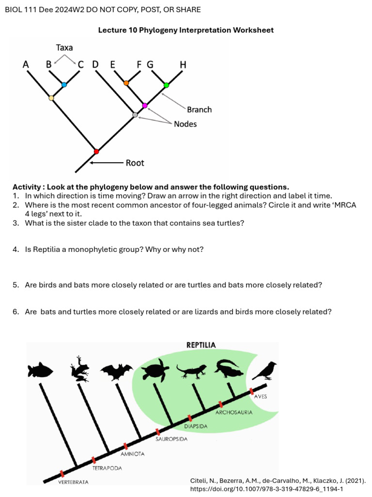 111 Phylogeny Worksheet 2024W2 | PDF