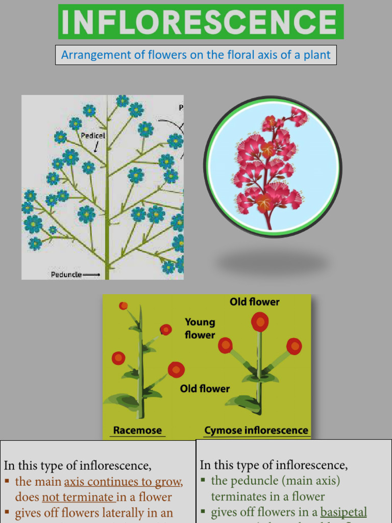 4 Inflorescence | PDF | Botany | Plant Reproduction