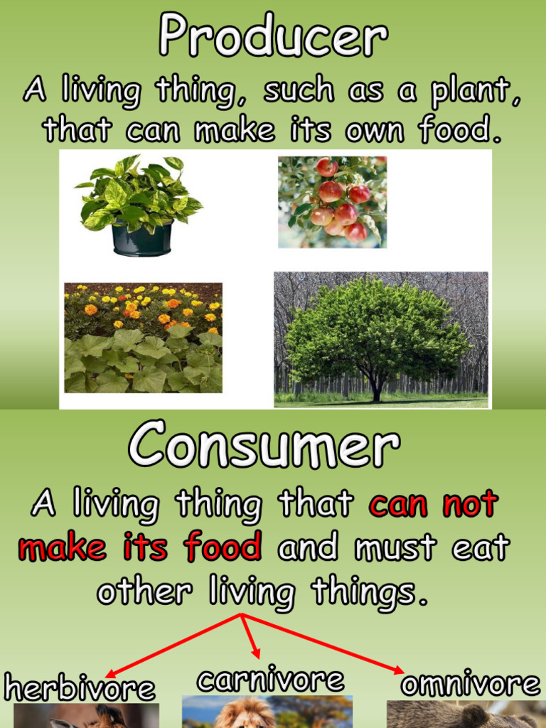 L1 Vocabulary Cards | PDF