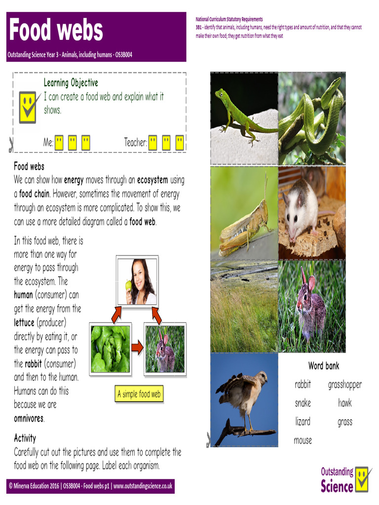 Understanding Food Webs in Ecosystems | PDF | Food Web | Foods