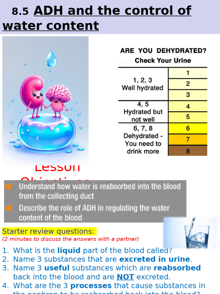 8.5 ADH and The Control of Water Content(s) | PDF | Urine | Kidney