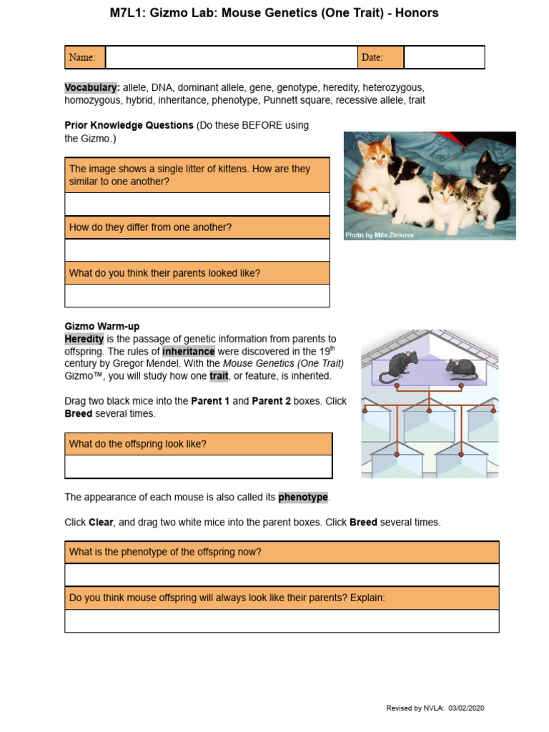 M7L1 Mouse Genetics 1 Trait - Honors | PDF | Genotype | Dominance ...