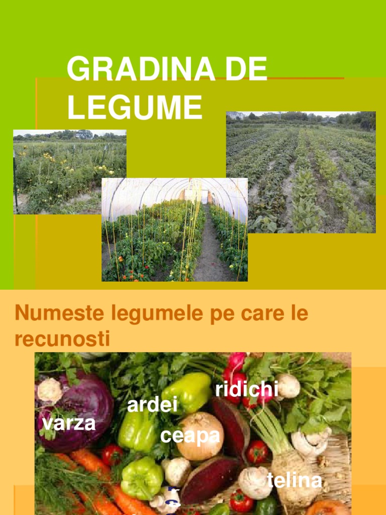 Legume | PDF