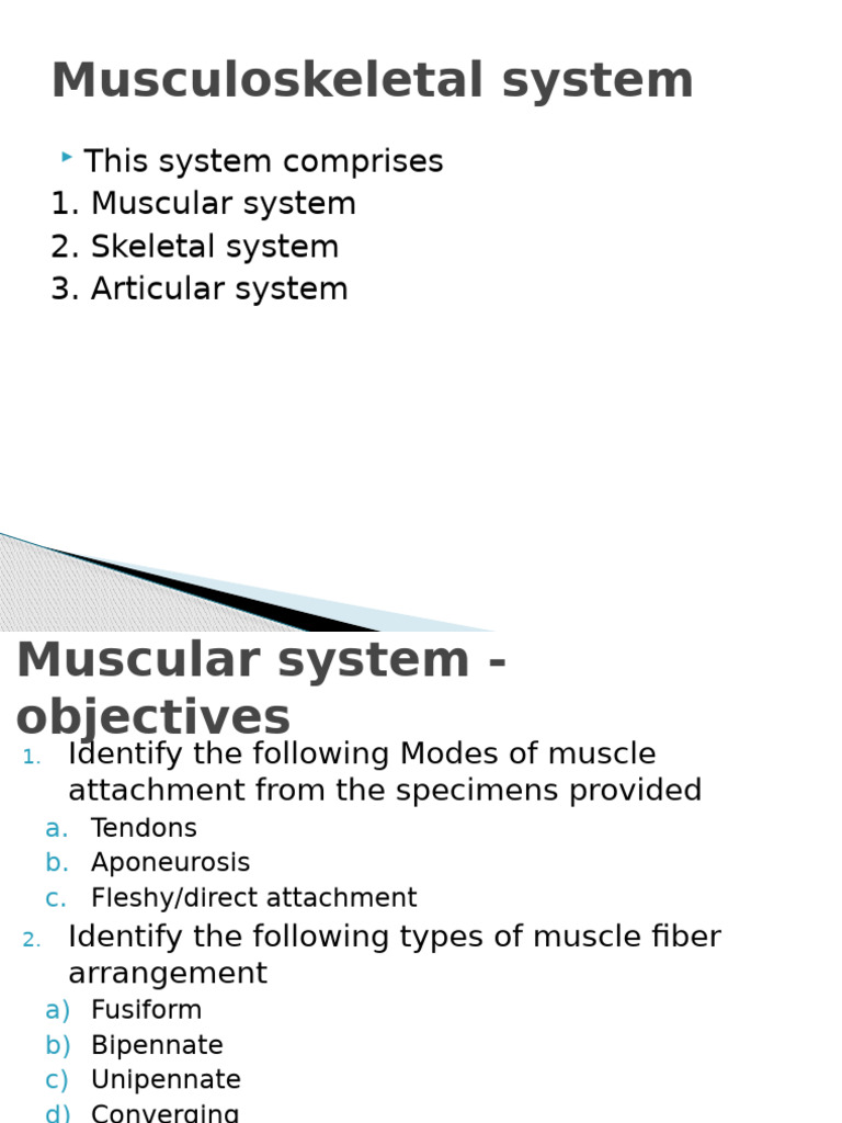 Musculoskeletal System Overview and Objectives | PDF