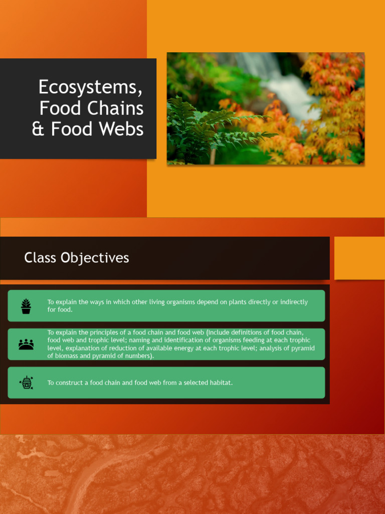 Ecosystems, Food Chains & Food Webs | PDF | Ecosystem | Food Web