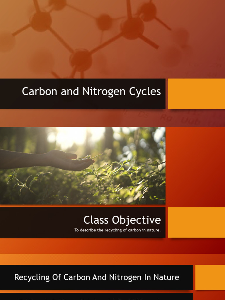 Carbon Cycle & Nitrogen Cycle | PDF | Nitrate | Soil