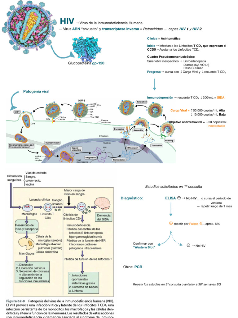 Virus de La Inmunodeficiencia Humana - Virus "Envuelto" y : ARN ...