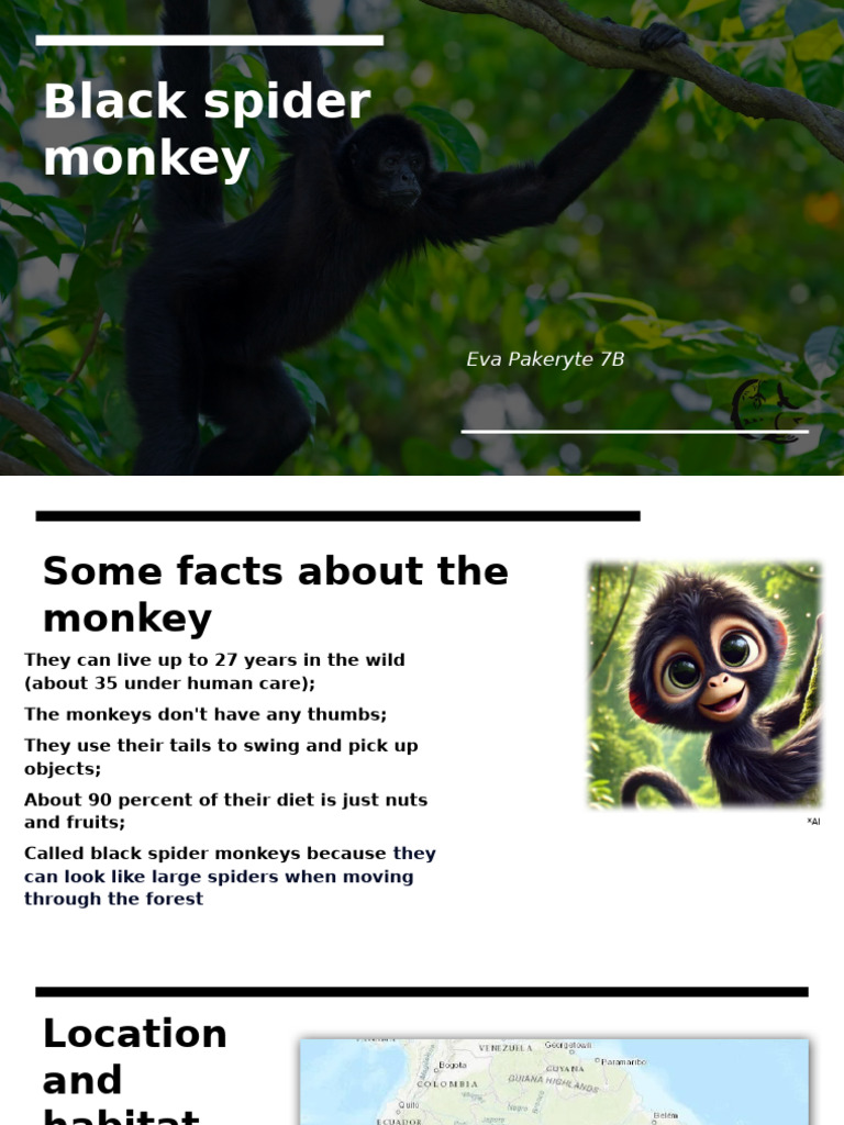 Spider Monkey | PDF