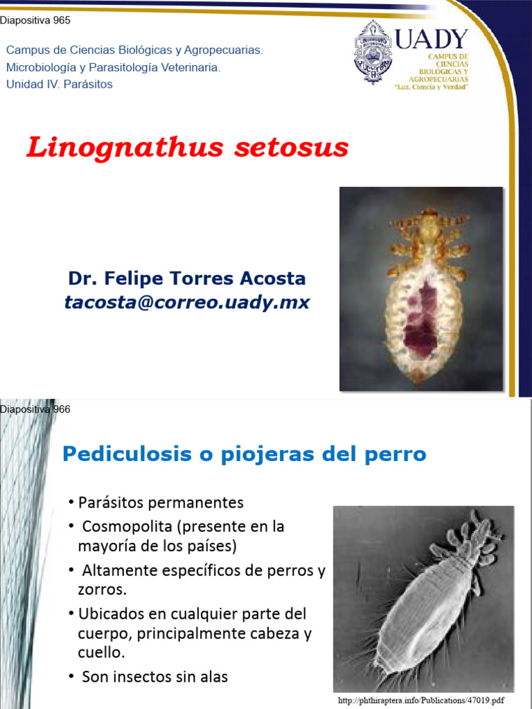 Linognathus Setosus 2020 | PDF | Zoología