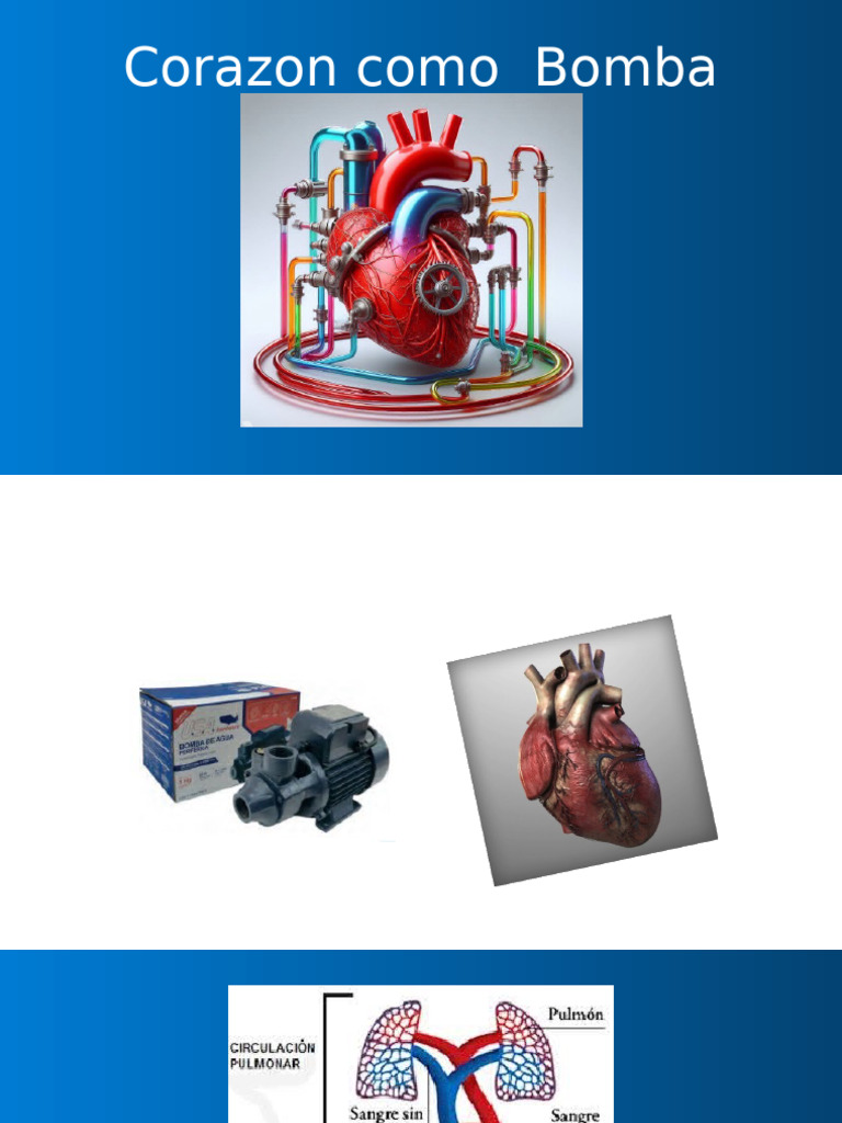 Corazon Como Bomba | PDF | Corazón | Ventrículo (corazón)