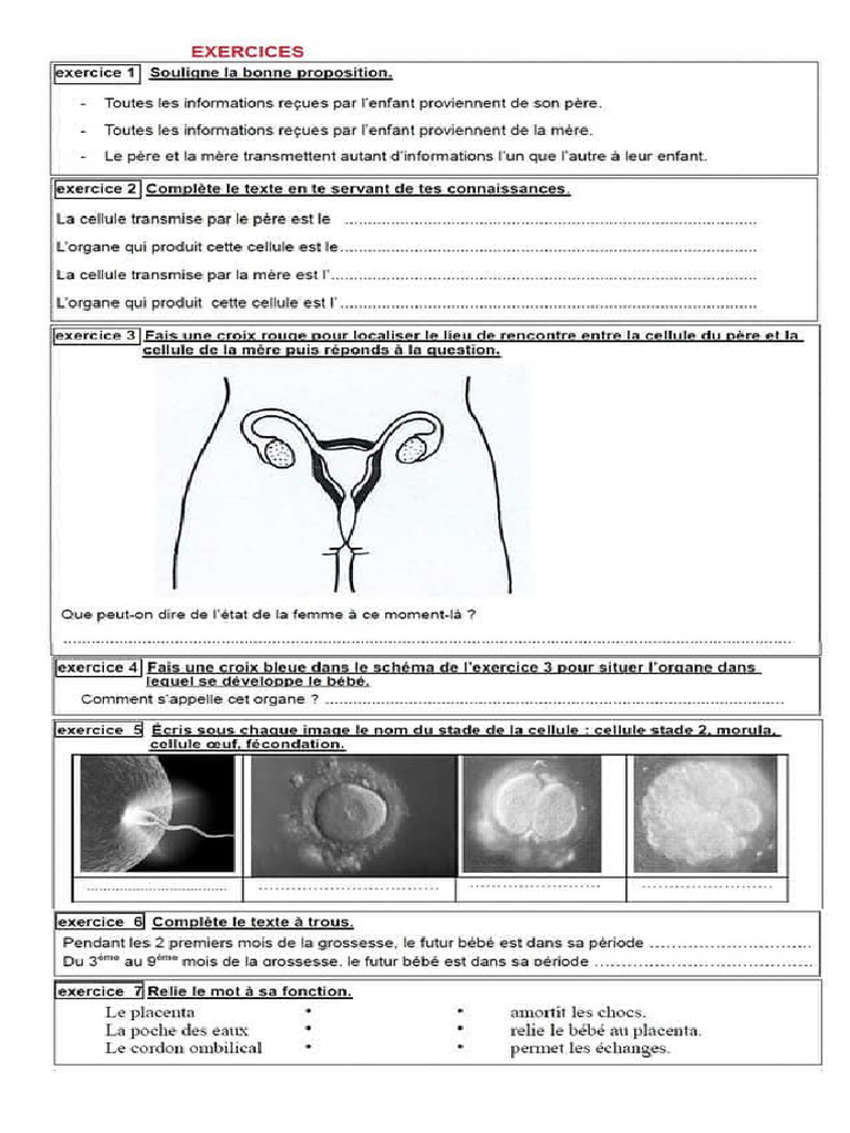 La Reproduction Humaine Exercices SVT 2AC 2 | PDF