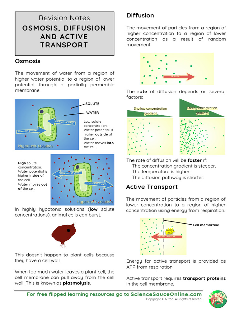 Osmosis Diffusion Active Transport-Notes | PDF | Osmosis | Diffusion