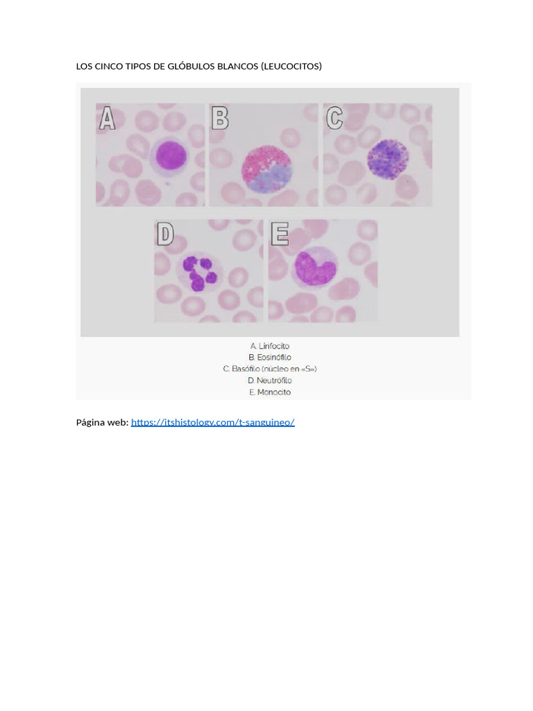 LOS CINCO TIPOS DE GLÓBULOS BLANCOS | PDF