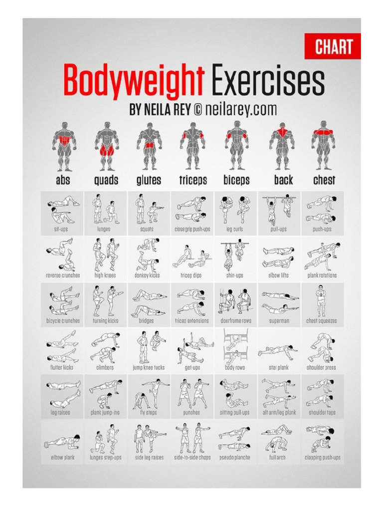 Muscle Chart | PDF
