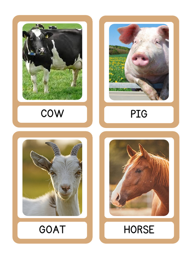 Colour Farm Animal Vocabulary Photo Flashcards | PDF